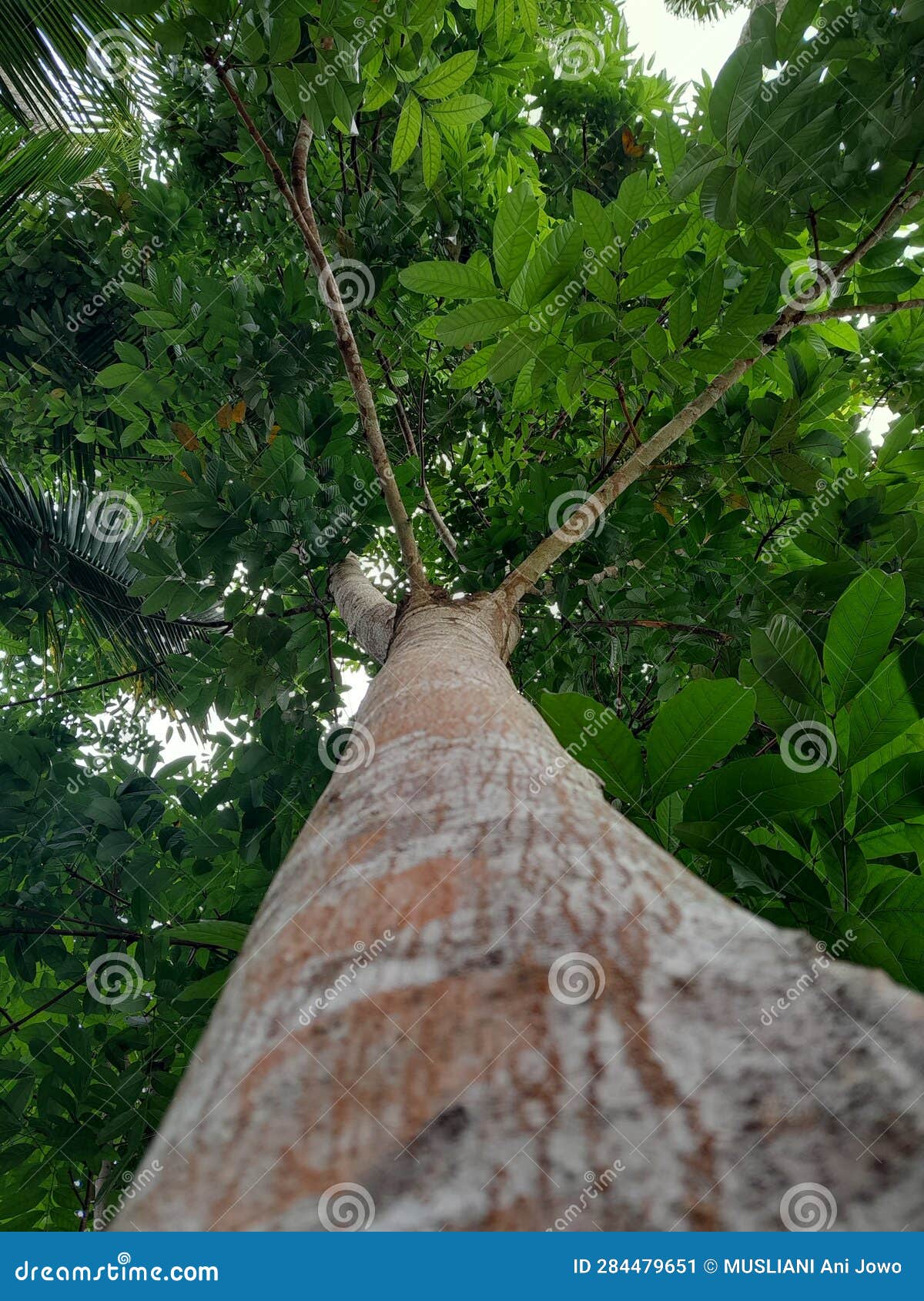 A Picture of a Green Leaf Tree Taken from Below Stock Image - Image of ...
