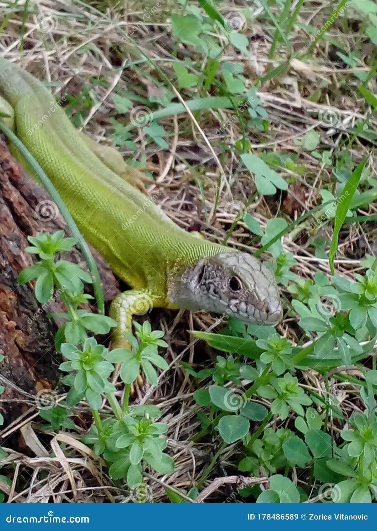 Green lizard in grass stock image. Image of animal, amphibian - 178486589