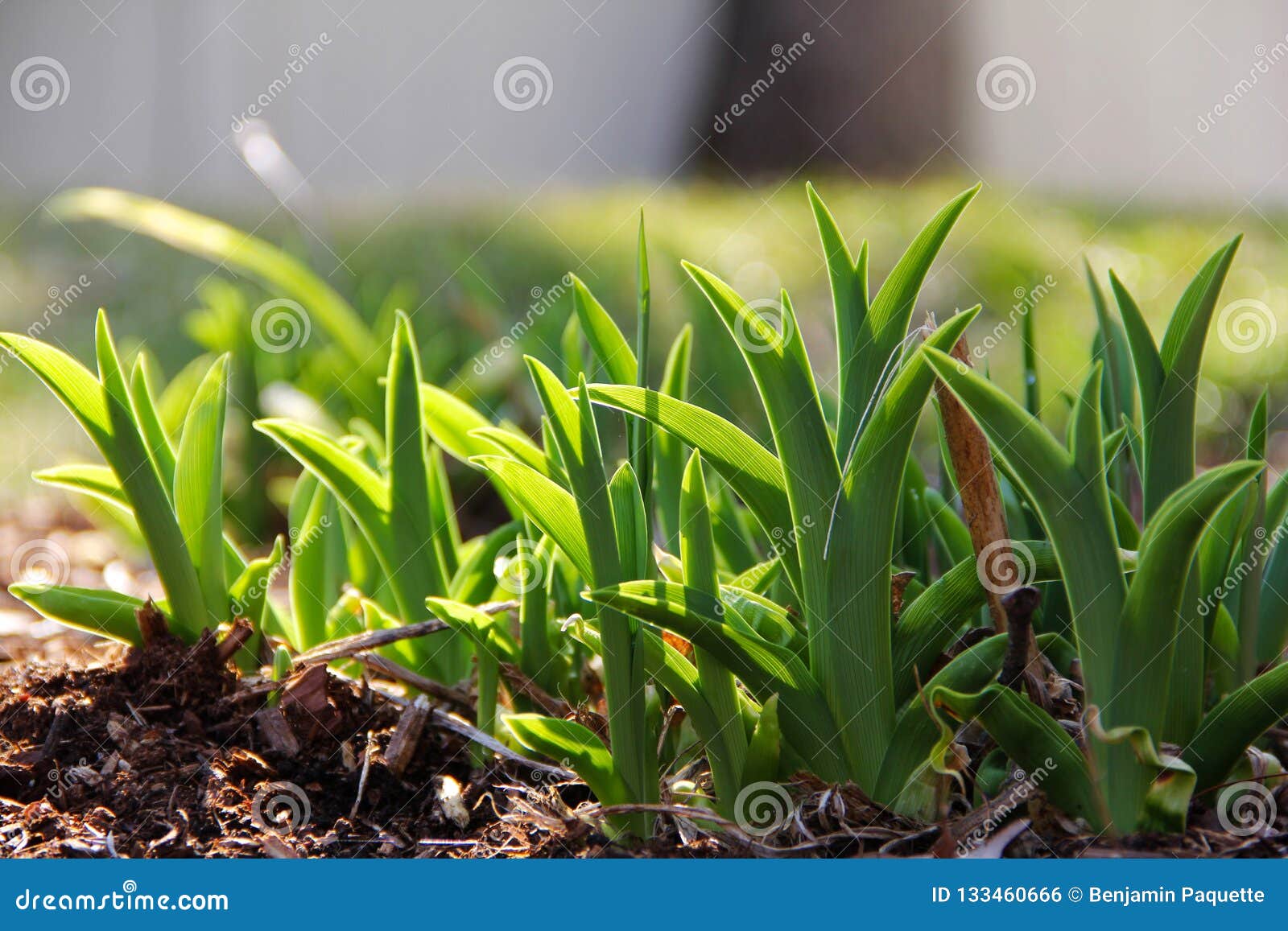 Green Plants Sprouting in Spring Stock Photo - Image of fresh, grow ...