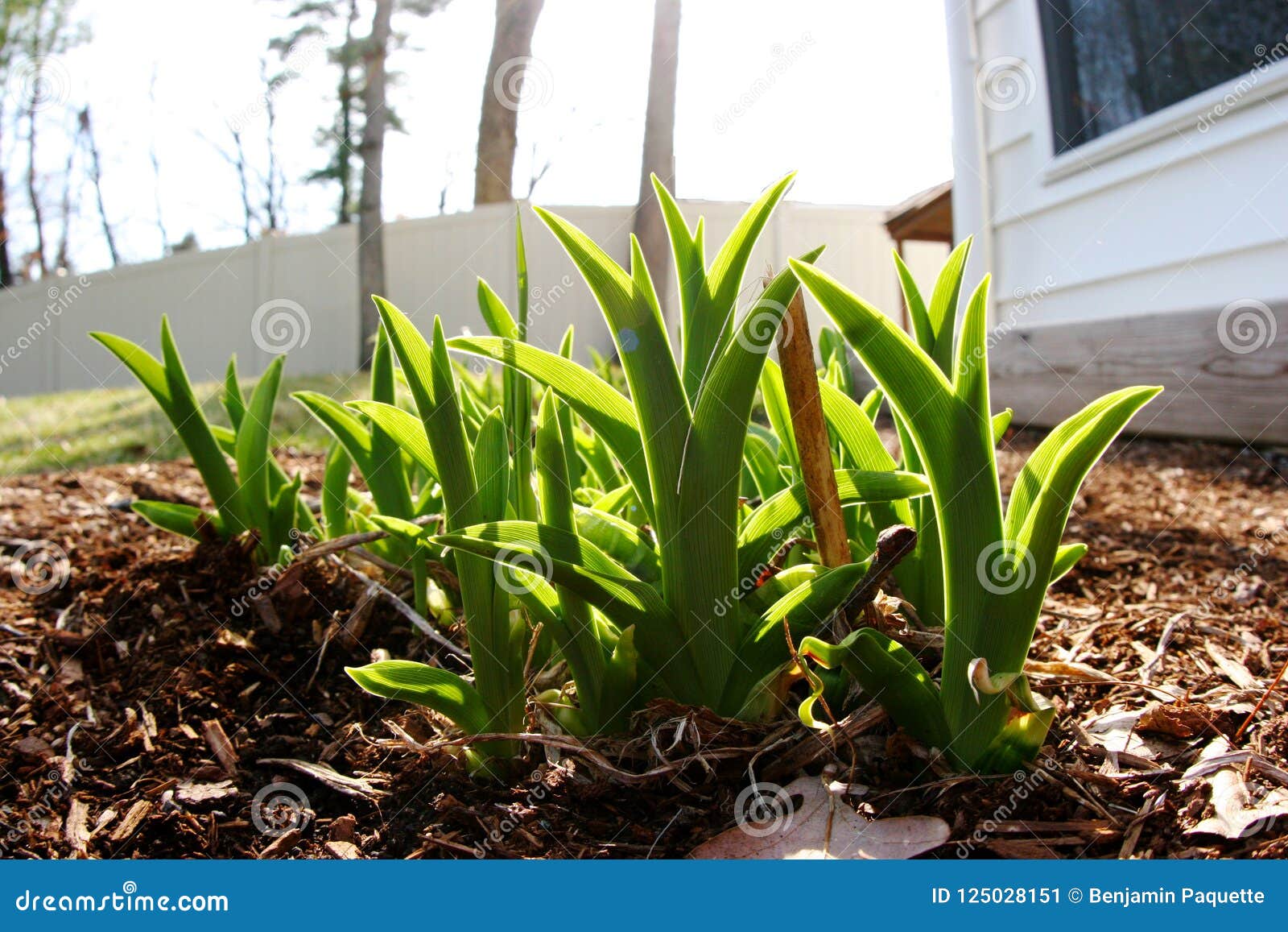 Green Plants Sprouting in the Spring Stock Image - Image of field ...