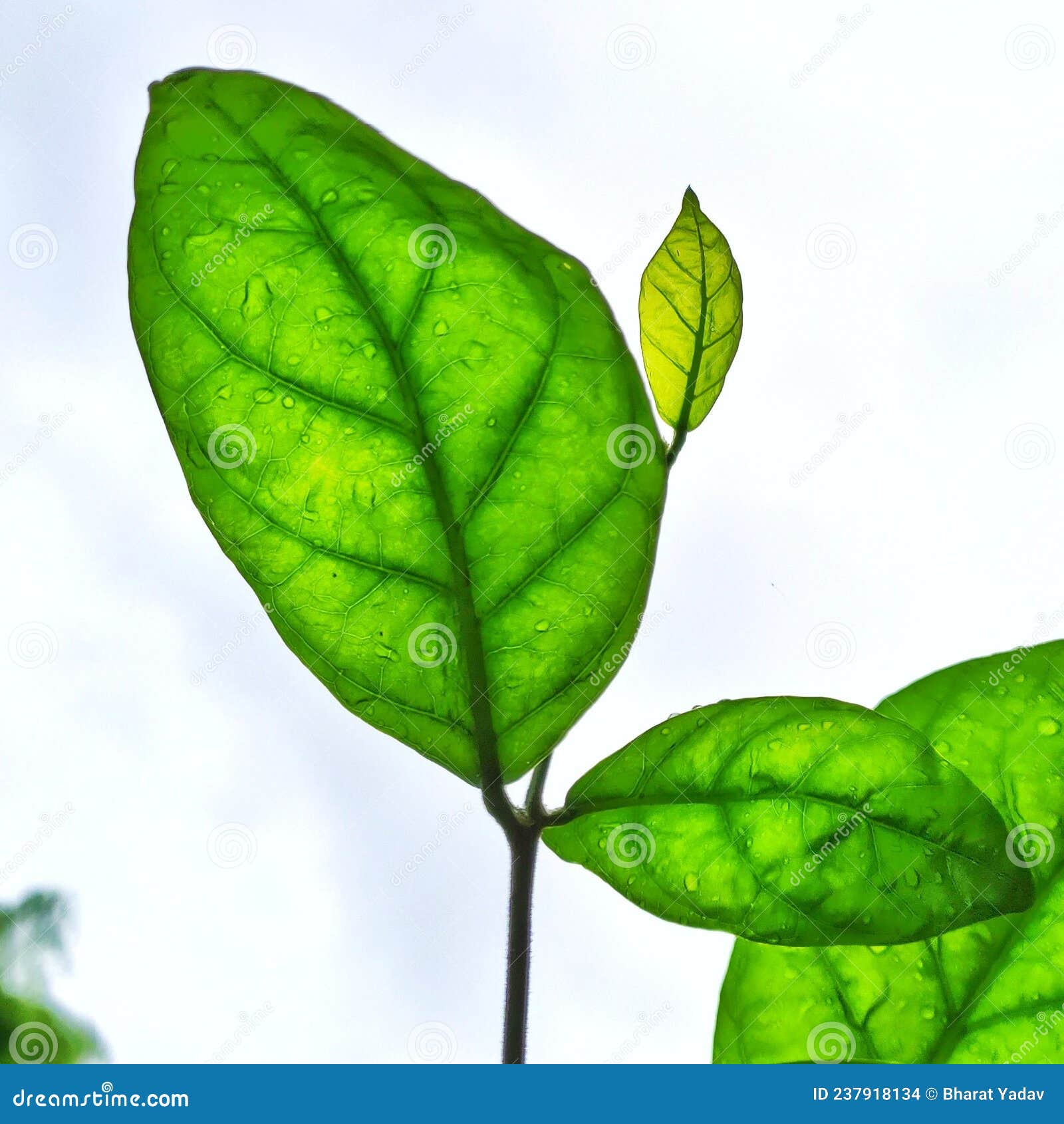 The Picture of Green of Three Leaves Stock Photo - Image of herb ...