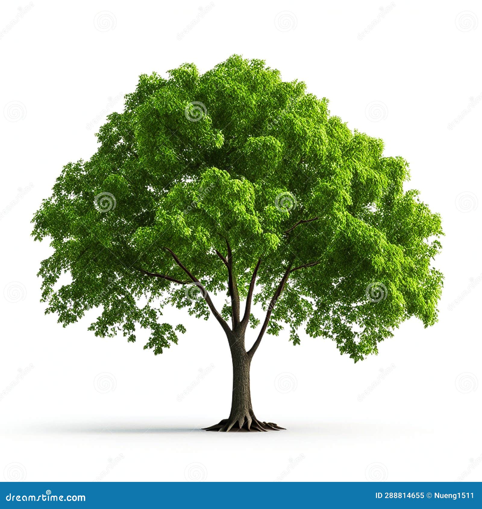 Green Tree on White Background Stock Image - Image of park, garden ...
