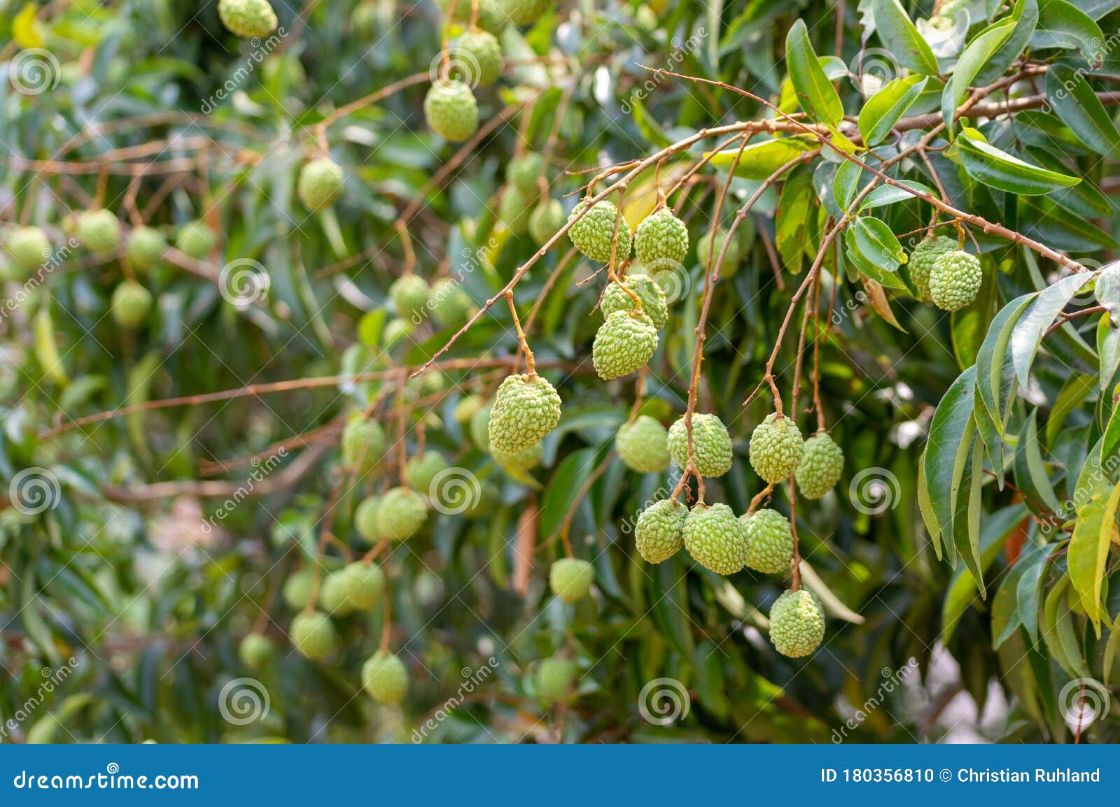 Picture of Green Unripe Lychee Hanging from a Tree Stock Photo - Image ...
