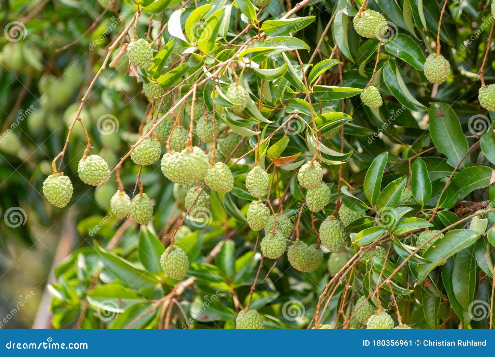 Picture of Green Unripe Lychee Hanging from a Tree Stock Image - Image ...