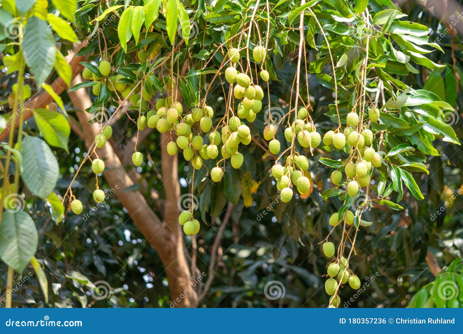 Picture of Green Unripe Lychee Hanging from a Tree Stock Photo - Image ...