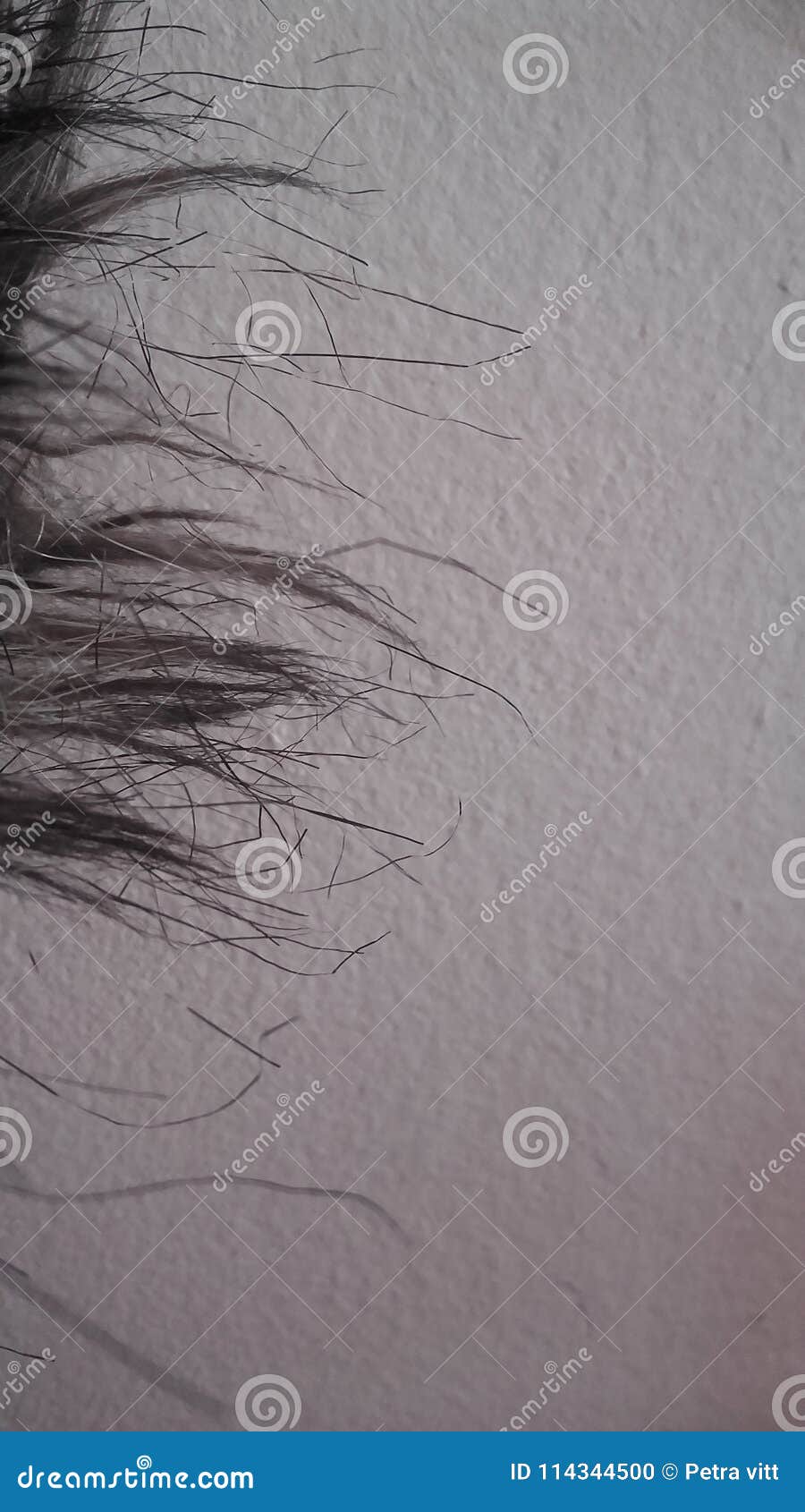 Grey grass stock photo. Image of grey, nature, grass - 114344500