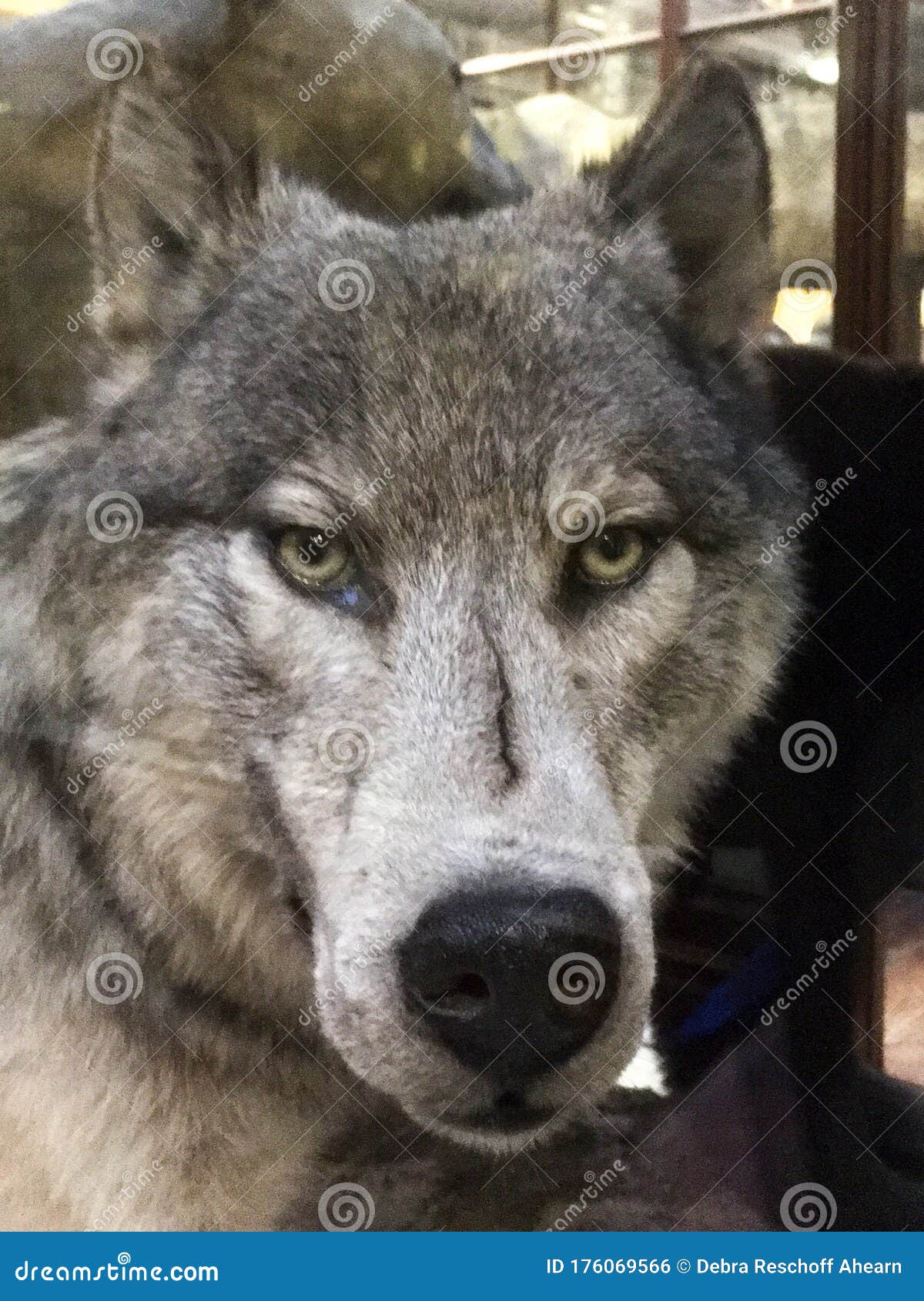 Grey Wolf Close Up stock photo. Image of canine, eyes - 176069566