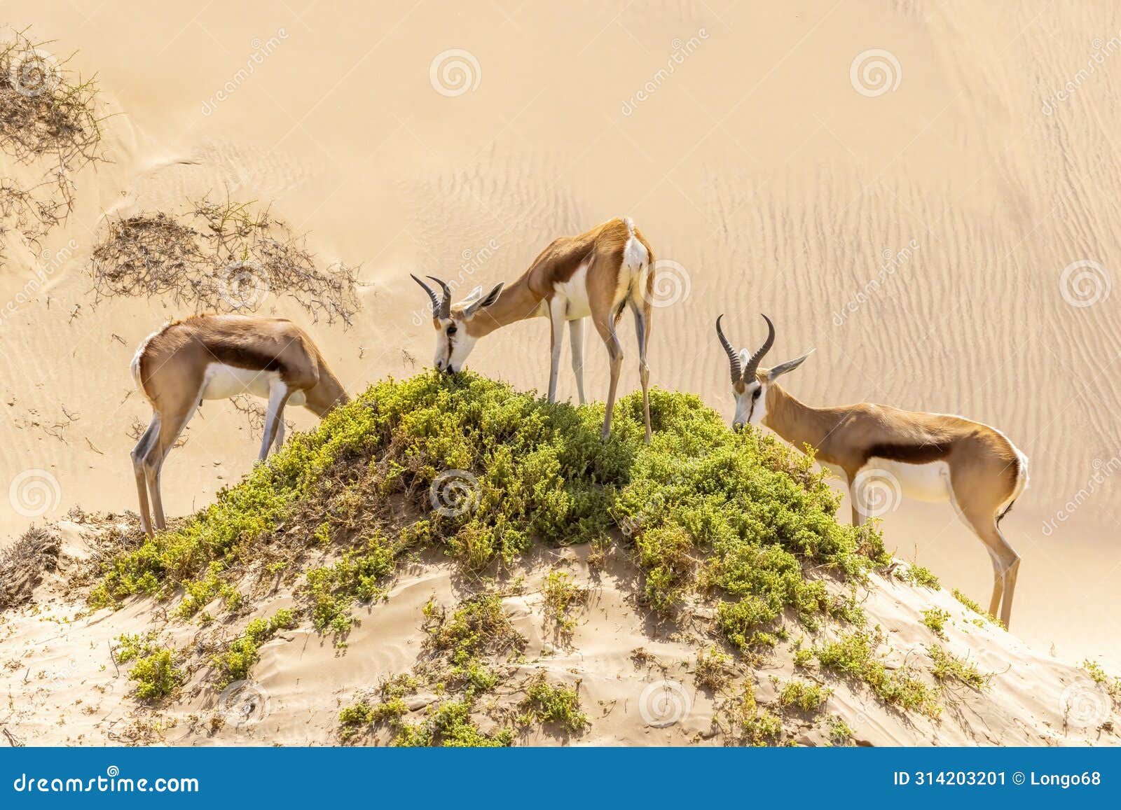 Picture of a Group of Springboks with Horns in on a Sand Dune in Namib ...