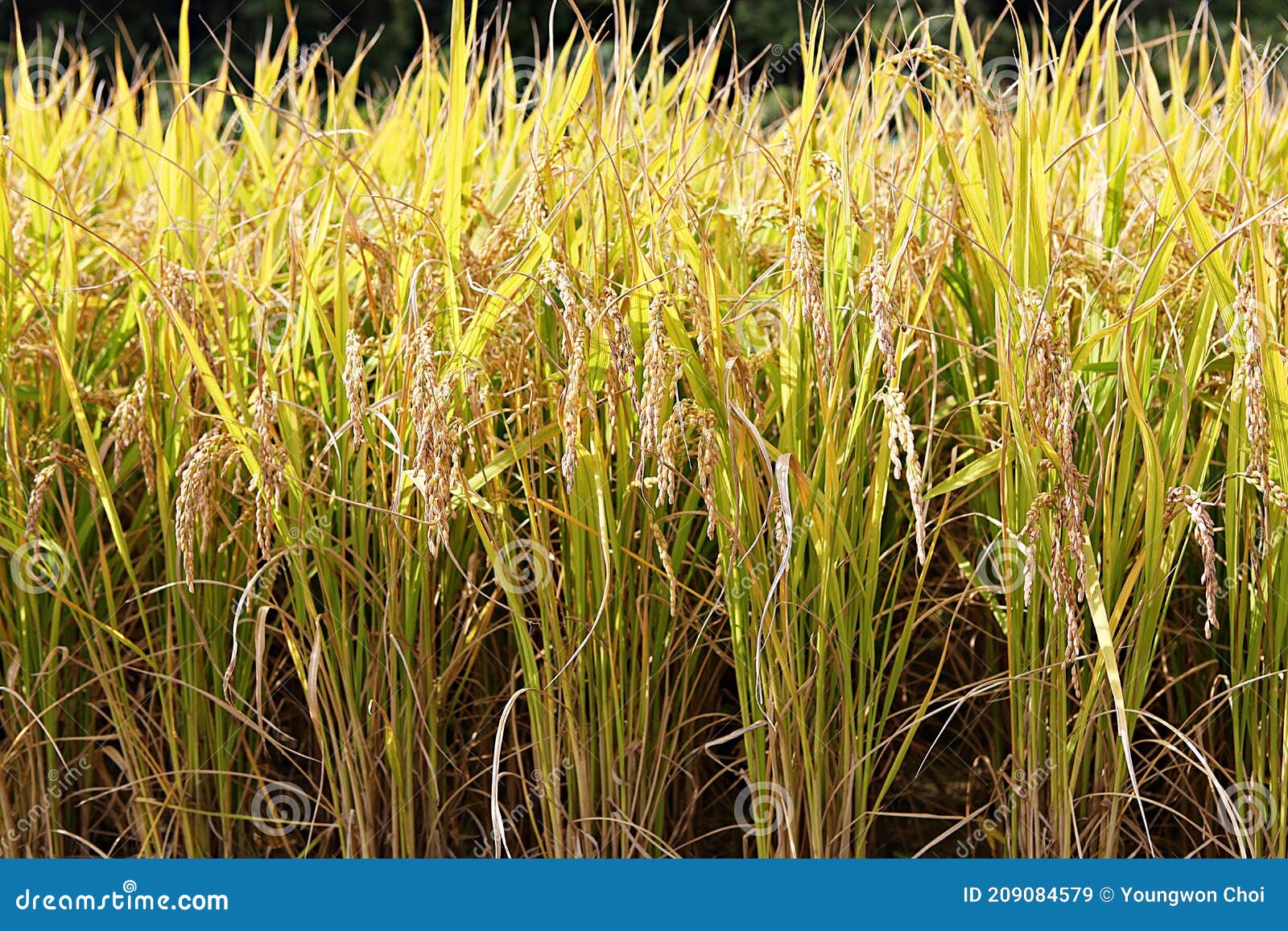Korea crops stock image. Image of vegetable, crops, plants - 209084579