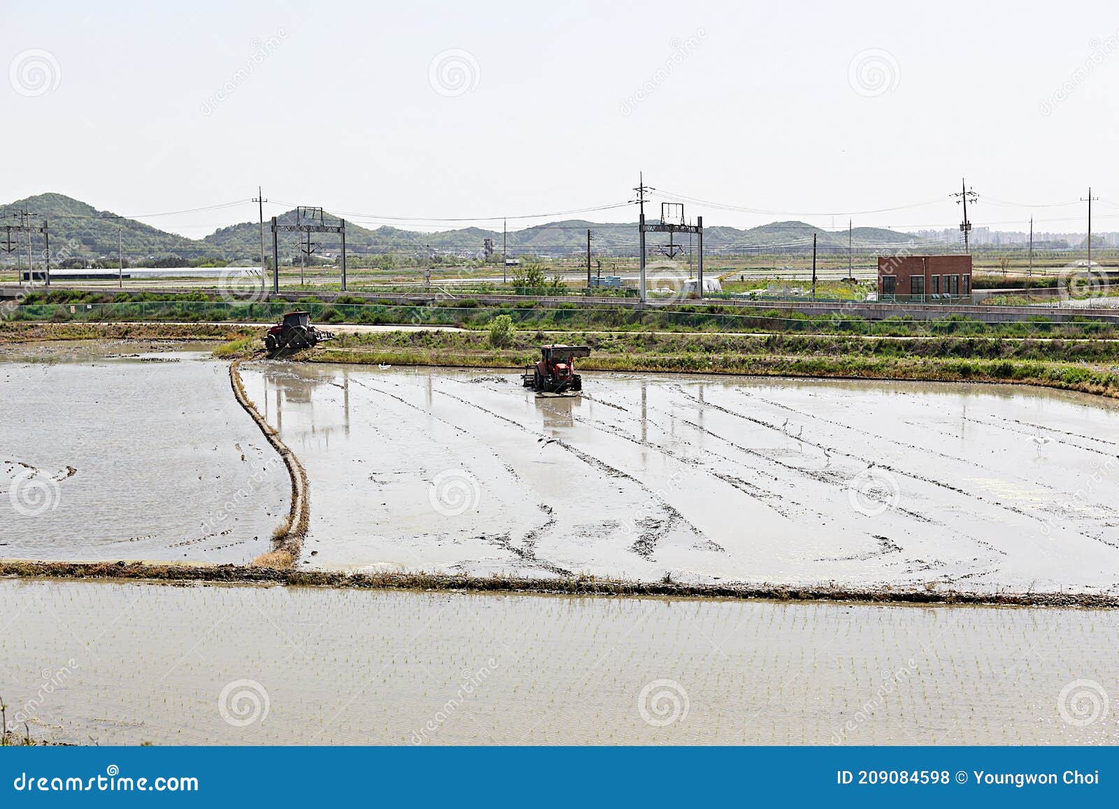 Korea crops stock photo. Image of field, rural, vegetable - 209084598