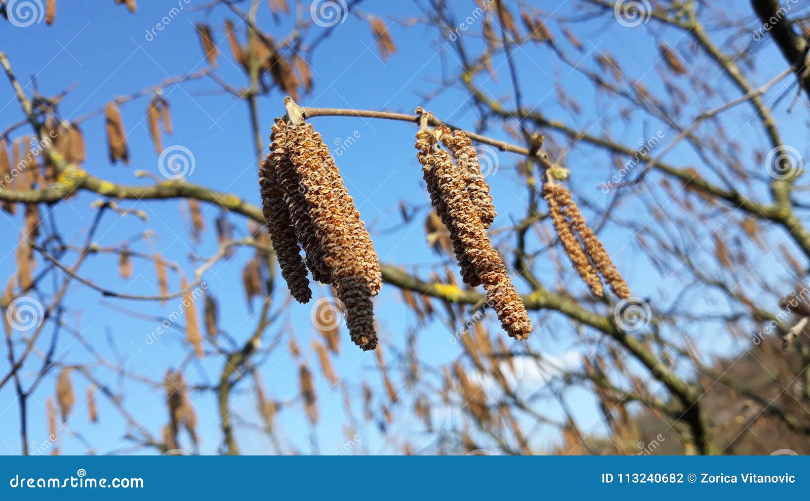 Hazelnut bud flower stock photo. Image of flower, hazelnut - 113240682