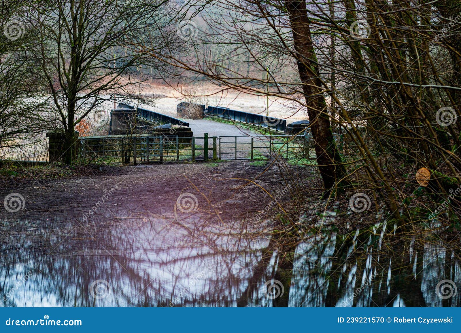 Half the Road and Bridges and Half the Reflection of Trees Stock Photo ...