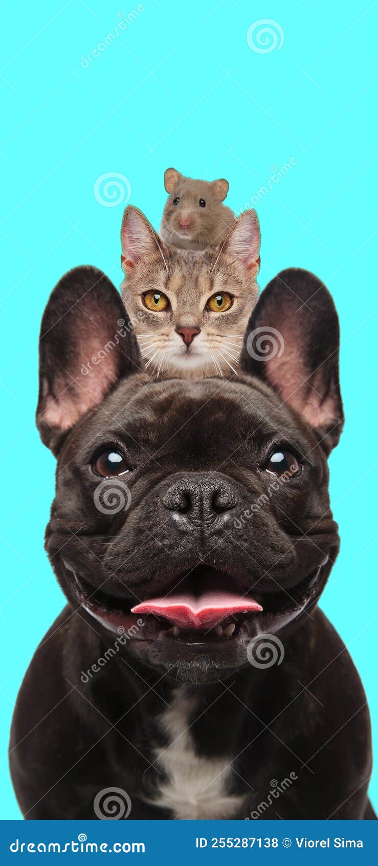 Picture of Happy Animals Standing One Behind Another Stock Photo ...