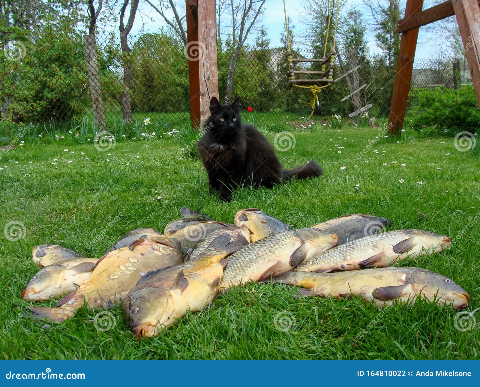 A Happy Black Cat and Fish in the Foreground Stock Photo - Image of ...