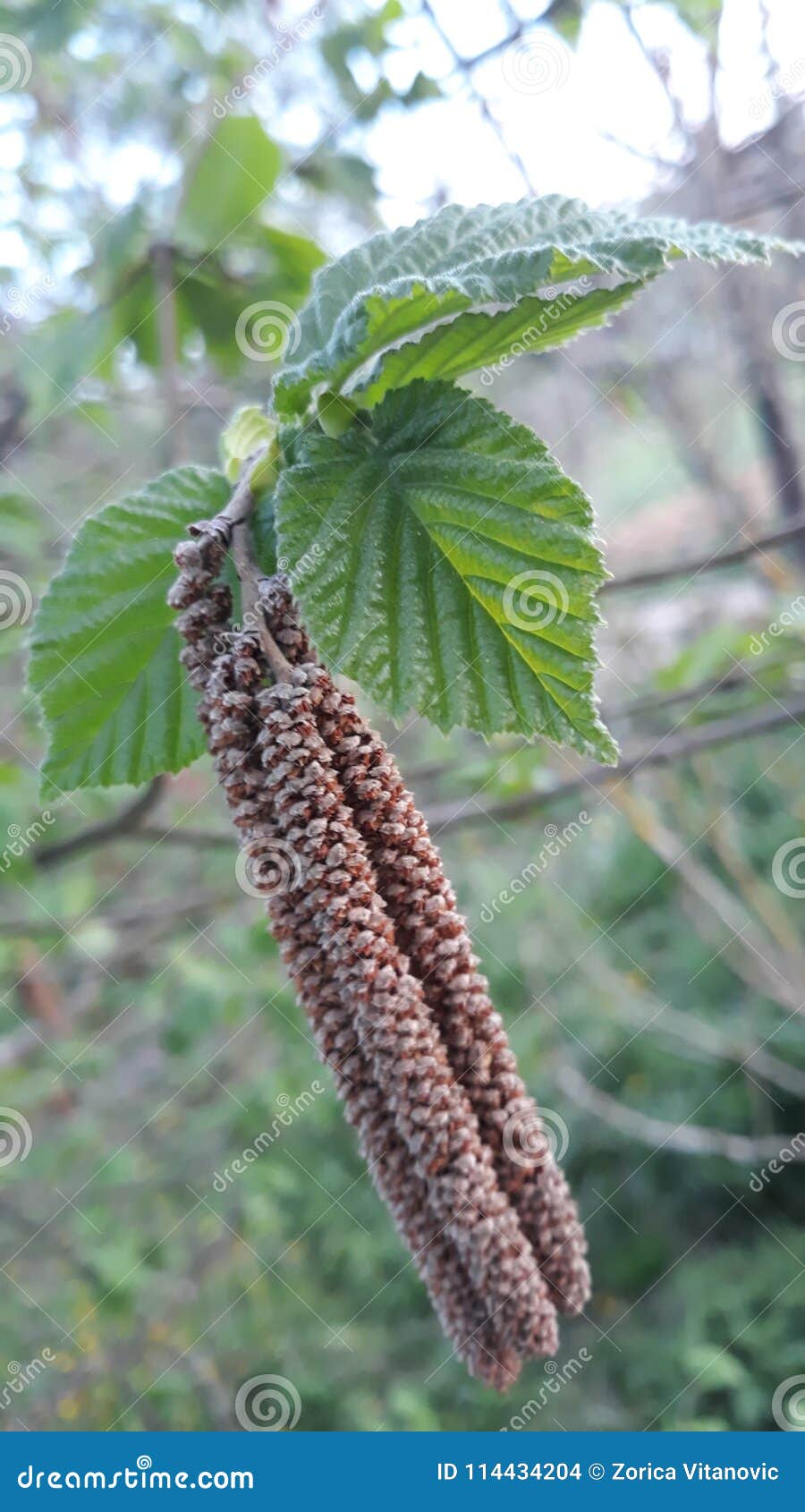 Hazelnut bud stock photo. Image of hazelnut, green, spring - 114434204