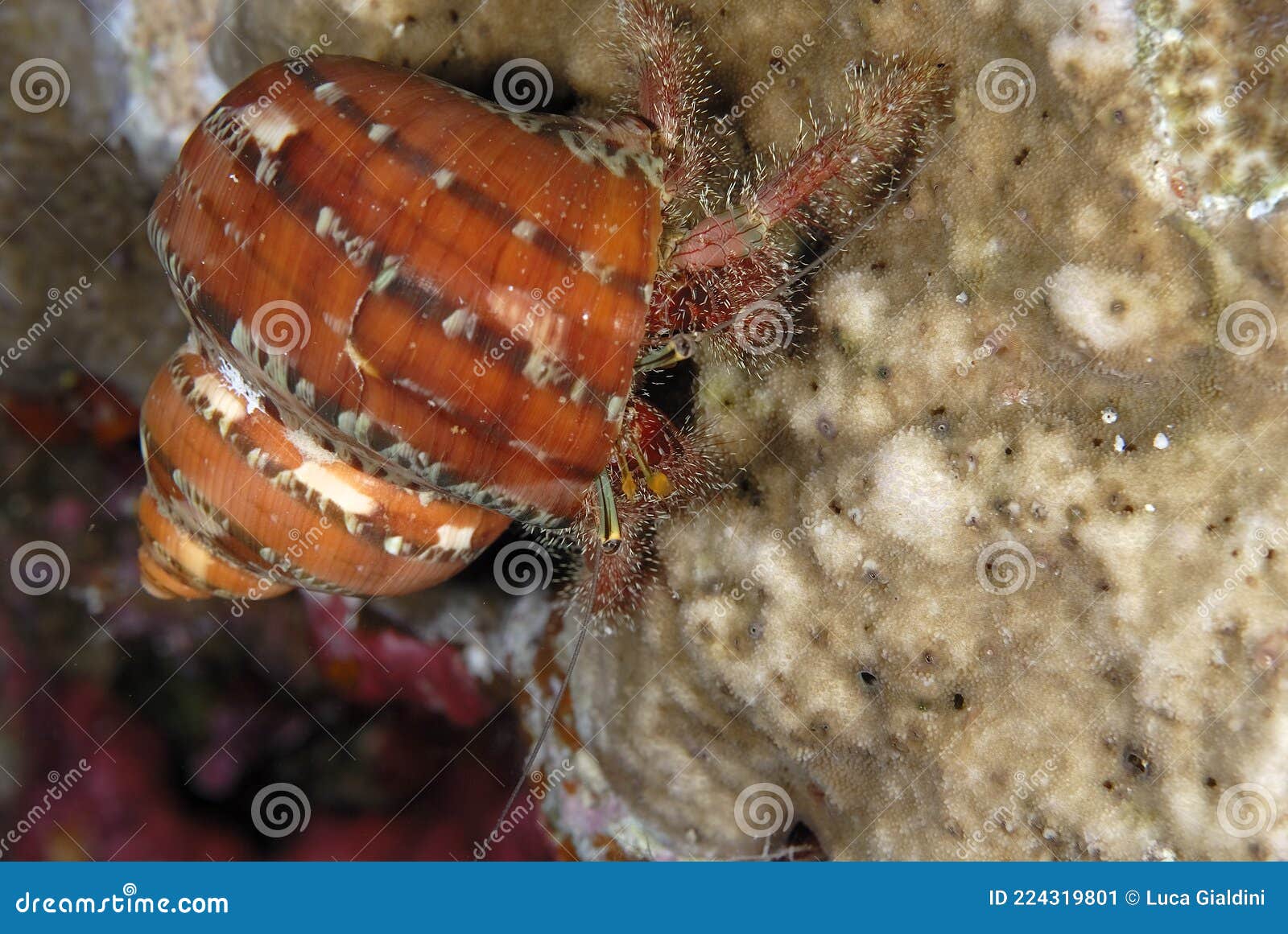 A Picture of an Hermit Crab Stock Image - Image of colorful, animal ... A Picture of an Hermit Crab Stock Image - Image of colorful, animal ...