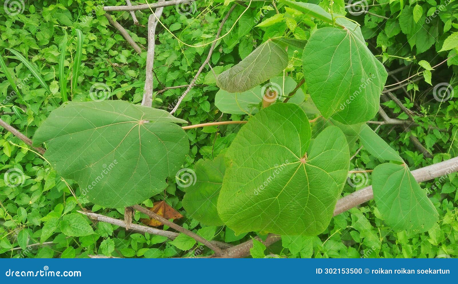 A Picture of Hibiscus or Waru Plant Stock Photo - Image of waru, plant ...