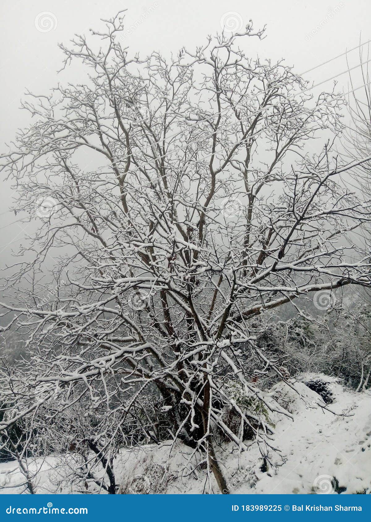 Picture of Himachali Walnut Tree after Snowfall Stock Image - Image of ...