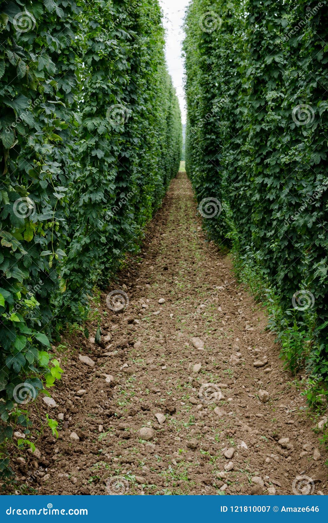 Hops field stock image. Image of beer, brewery, color - 121810007