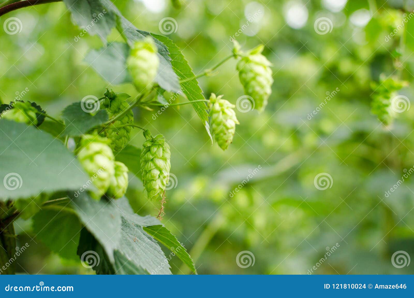 Hops field stock photo. Image of plant, hops, agricultural - 121810024