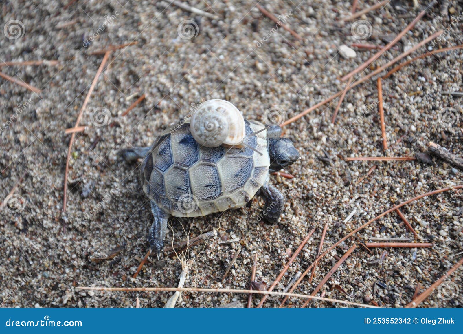 Snail riding a turtle stock photo. Image of turkey, soil - 253552342 Snail riding a turtle stock photo. Image of turkey, soil - 253552342