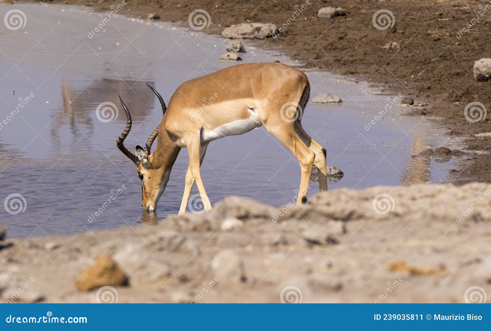 Picture of Impala Drinking Water Stock Image - Image of landscape ...