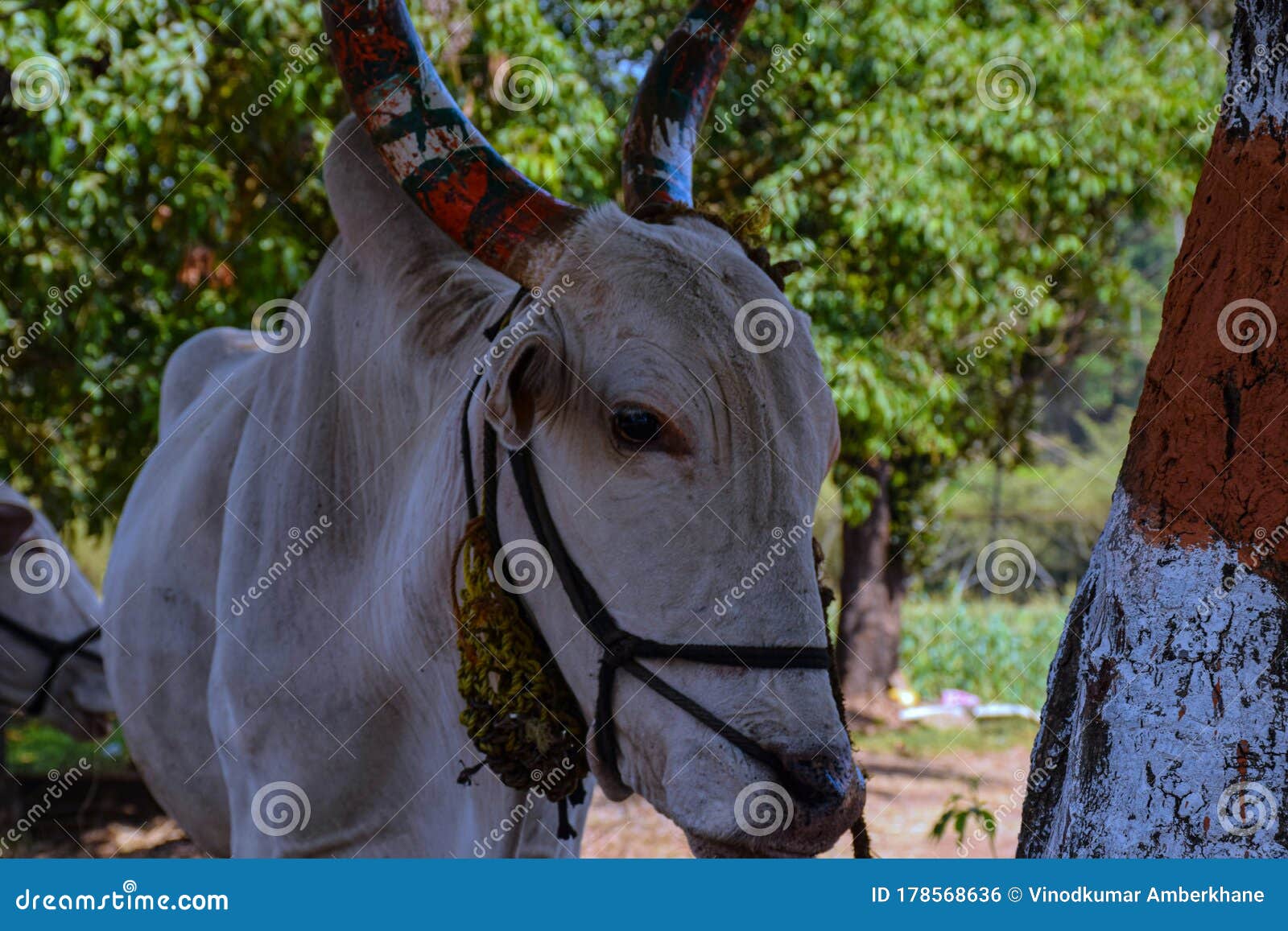 Picture of Indian White Bull is Resting Under Tree Stock Photo - Image ...