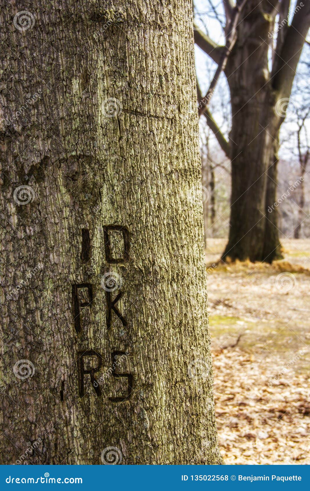 Initials Engraved in a Tree Stock Photo - Image of trunk, grass: 135022568