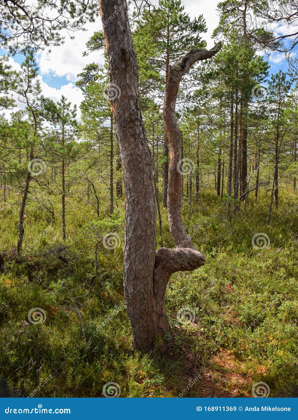 Interesting Shape of a Marsh Pine, a Blurred Background of a Mire Stock ...