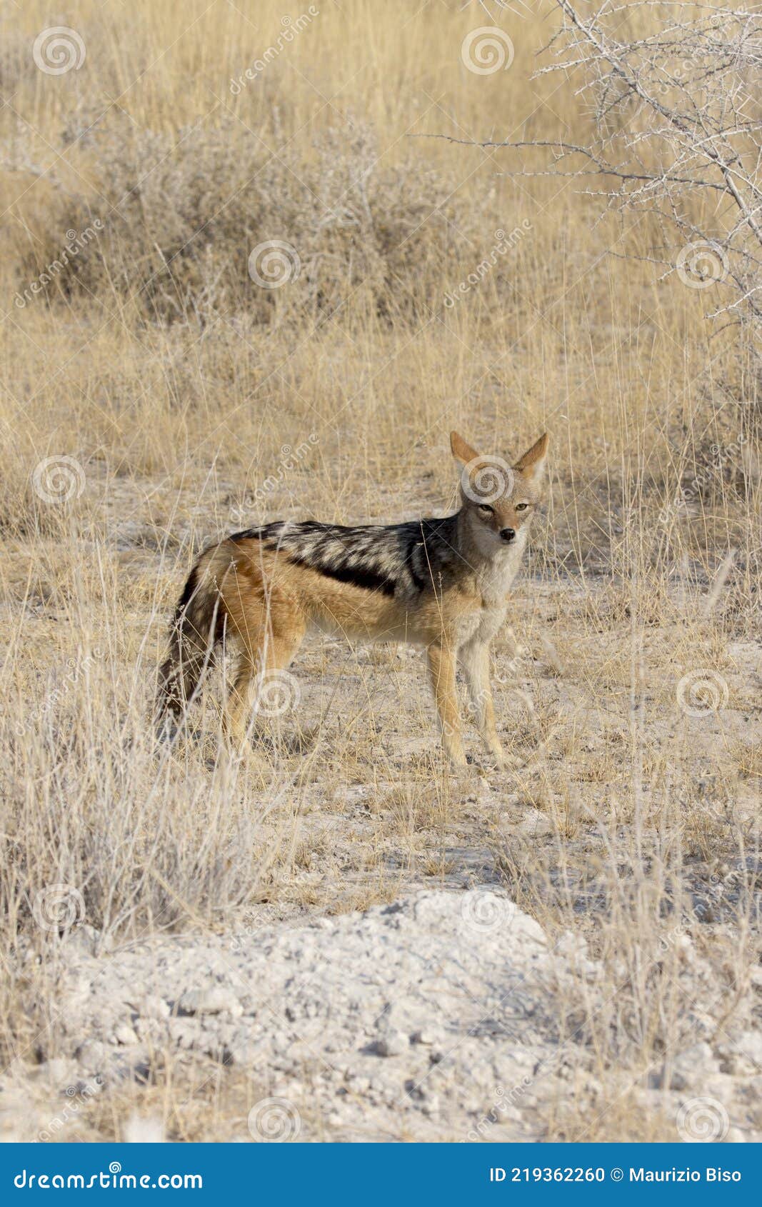 A picture of a jackal stock photo. Image of black, national - 219362260