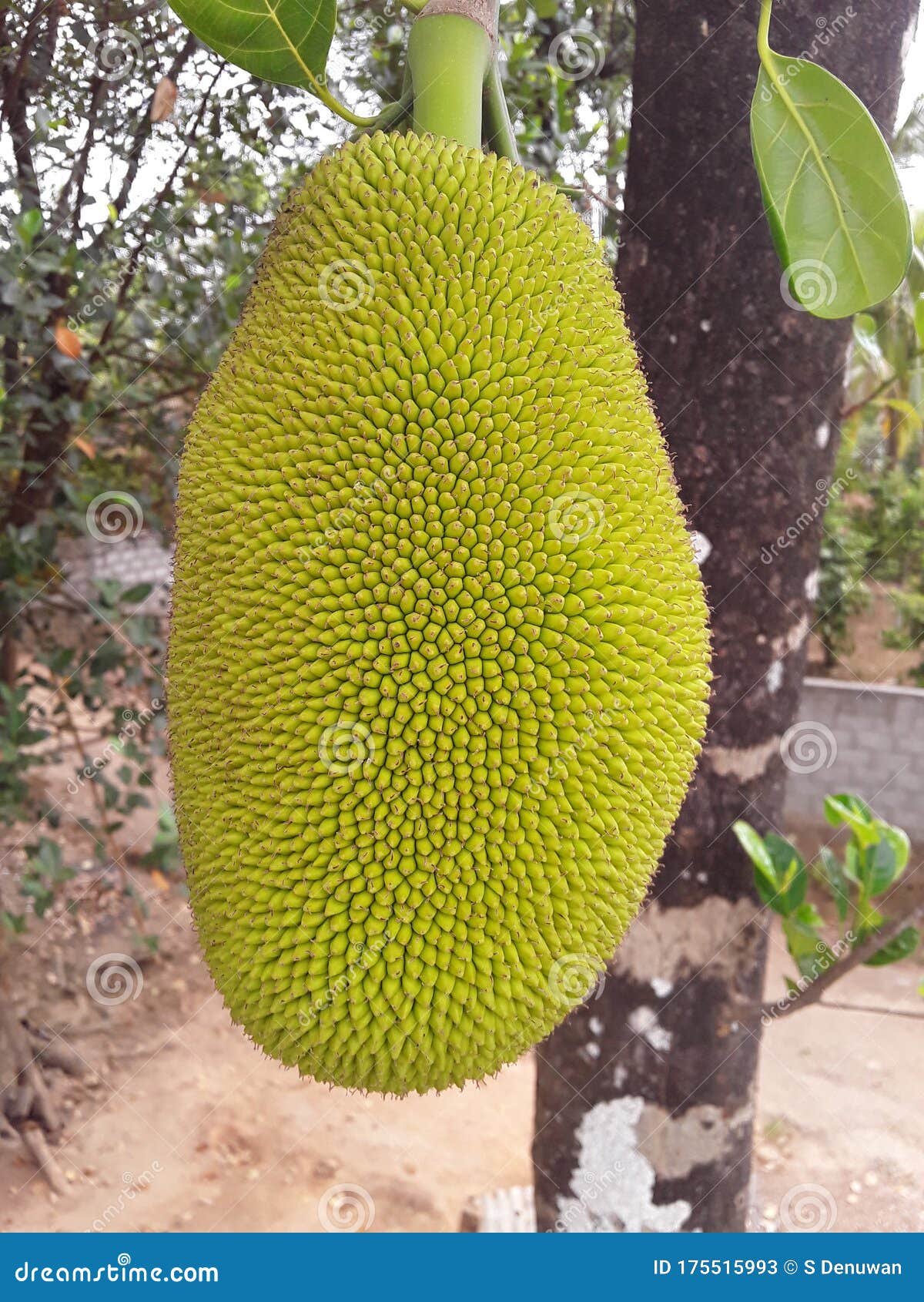 This Picture is Jackfruit / Kos / Waraka Stock Image - Image of colour ...