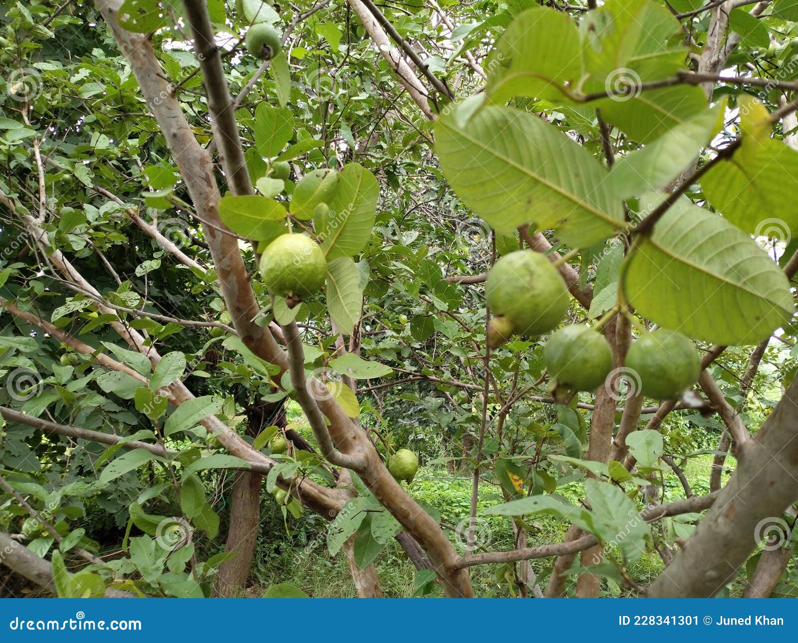 Picture of jamphal stock image. Image of fruit, leaf - 228341301