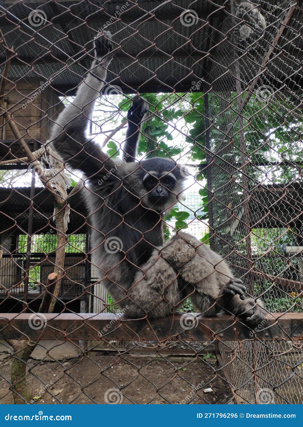 A Picture of the Javan Gibbon in the Zoo Stock Photo - Image of javan ...