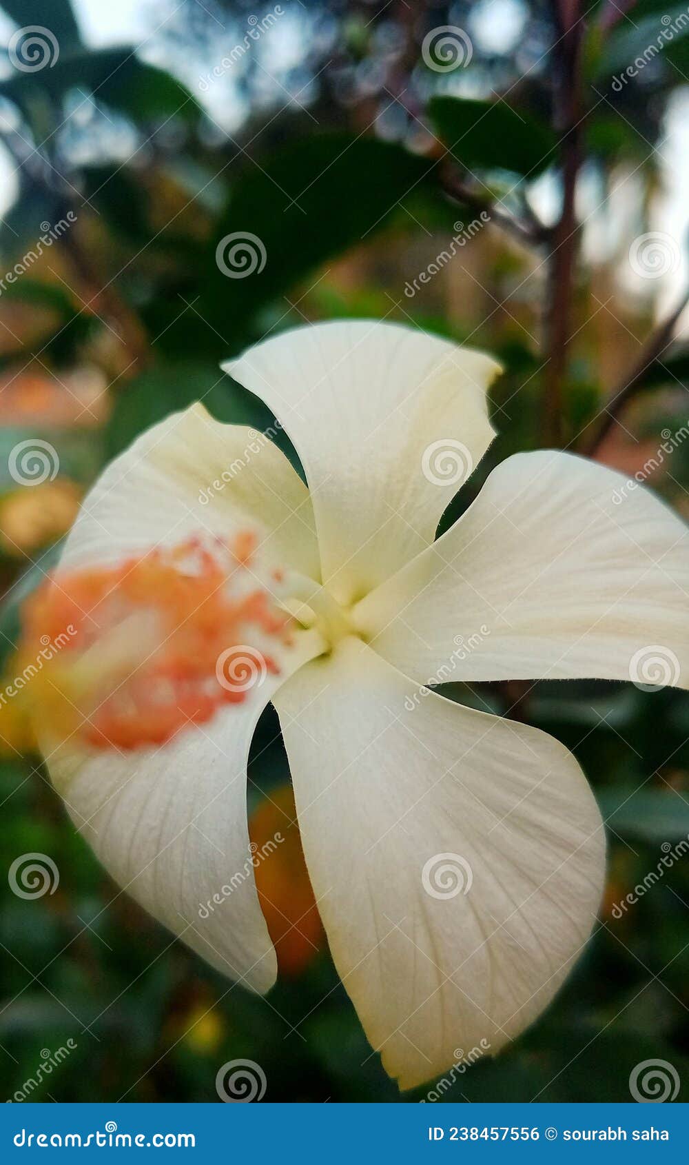 Picture of joba flower... stock photo. Image of flower - 238457556