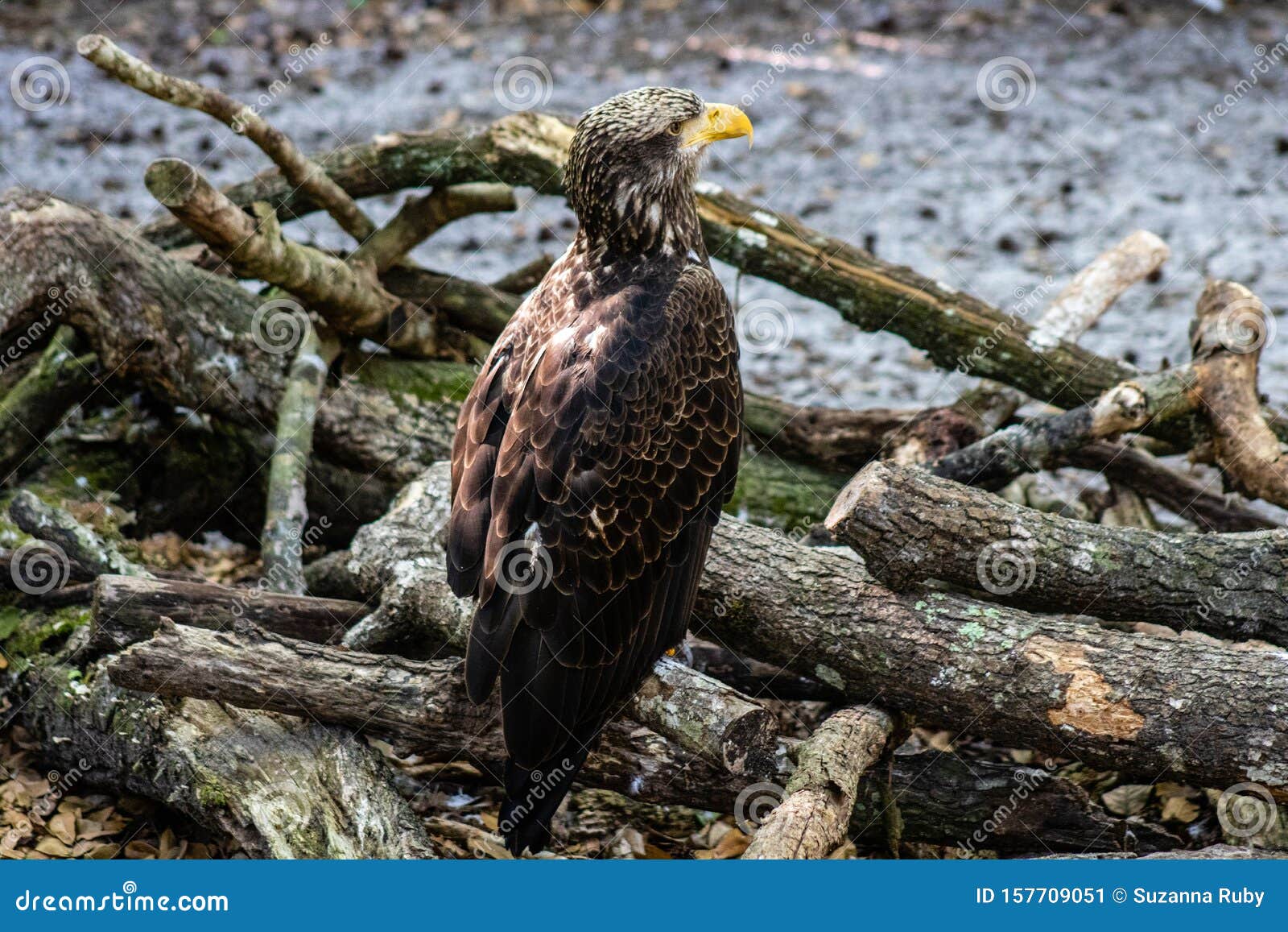Juvenile bald eagle stock image. Image of bald, beak - 157709051