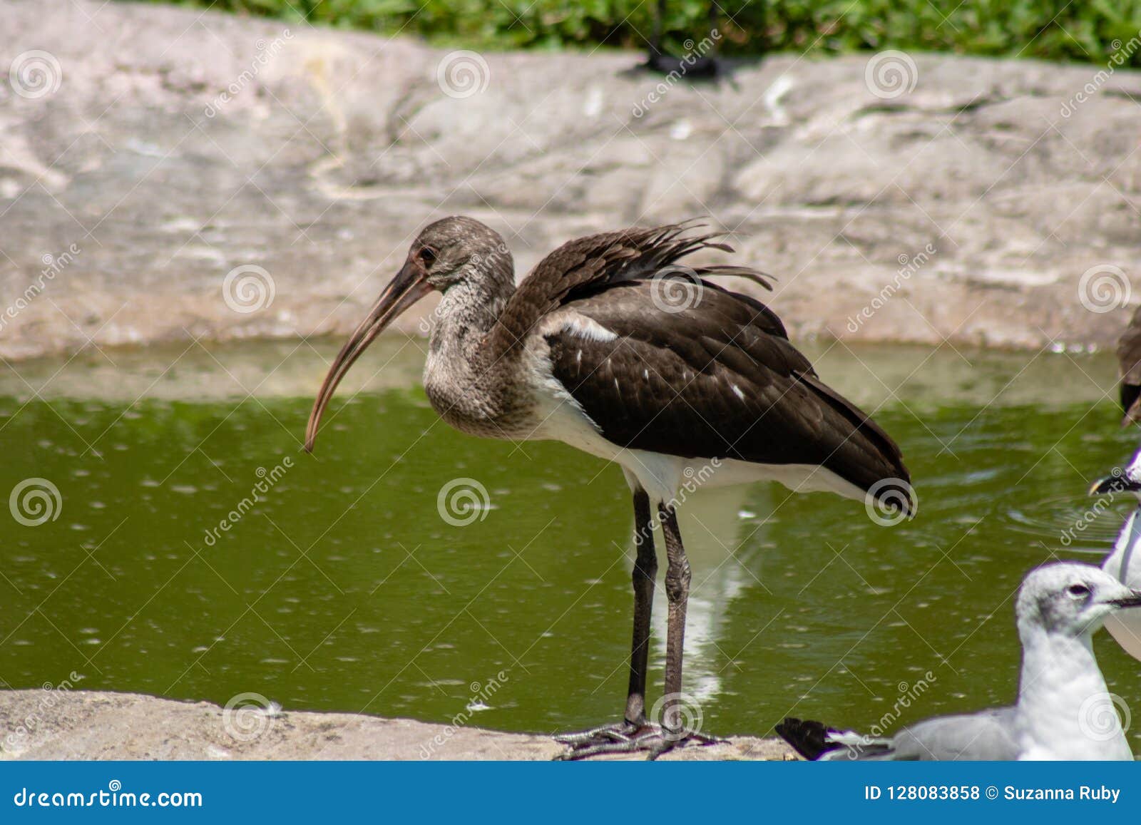 Juvenile white ibis stock photo. Image of bird, avian - 128083858