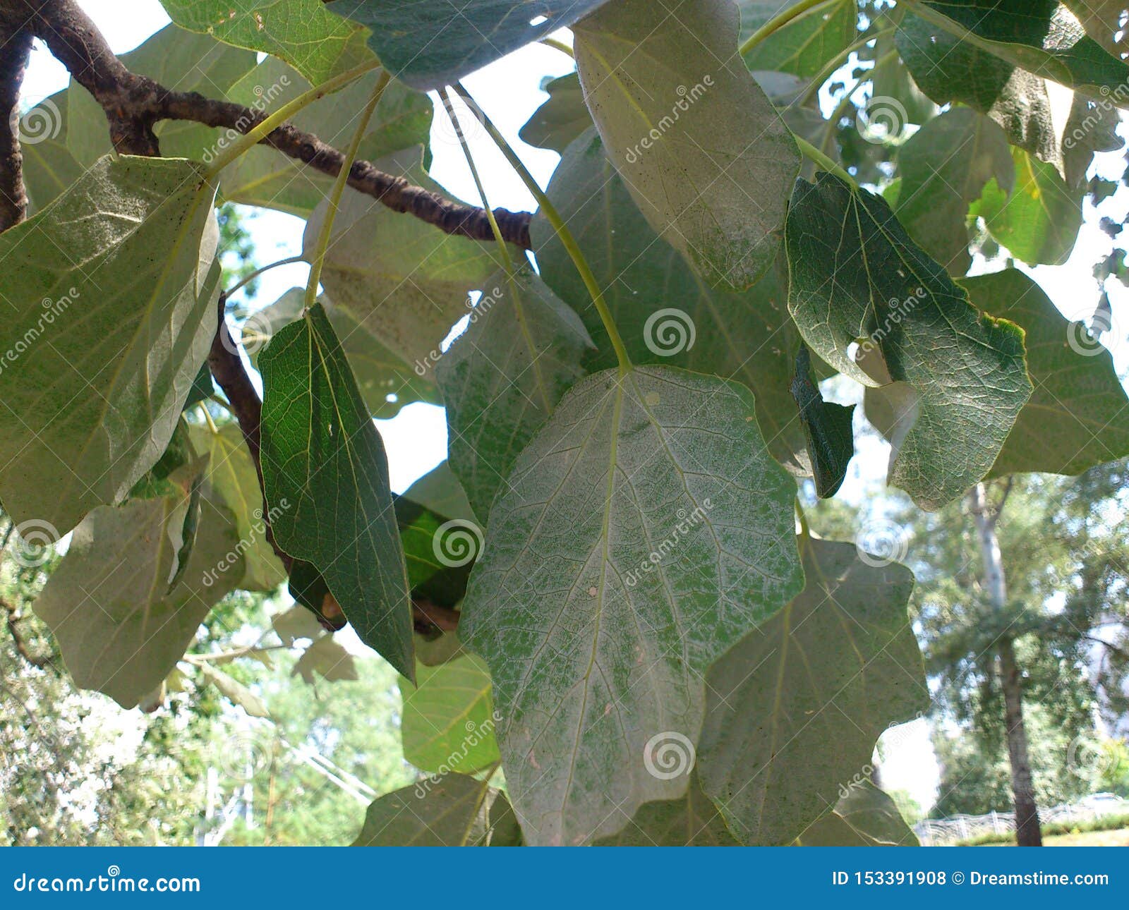 Picture of Large Large Leaves of a Tree Stock Photo - Image of tree ...