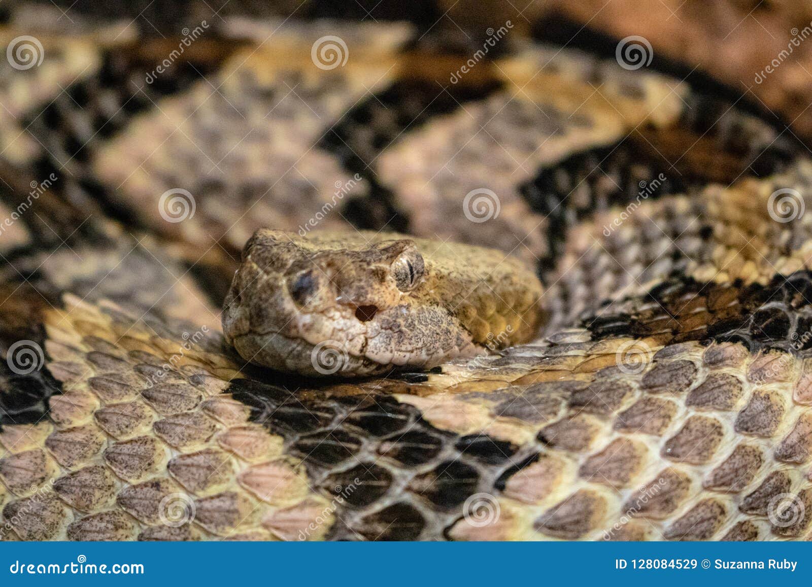 Rattlesnake stock image. Image of wildlife, nature, scales - 128084529
