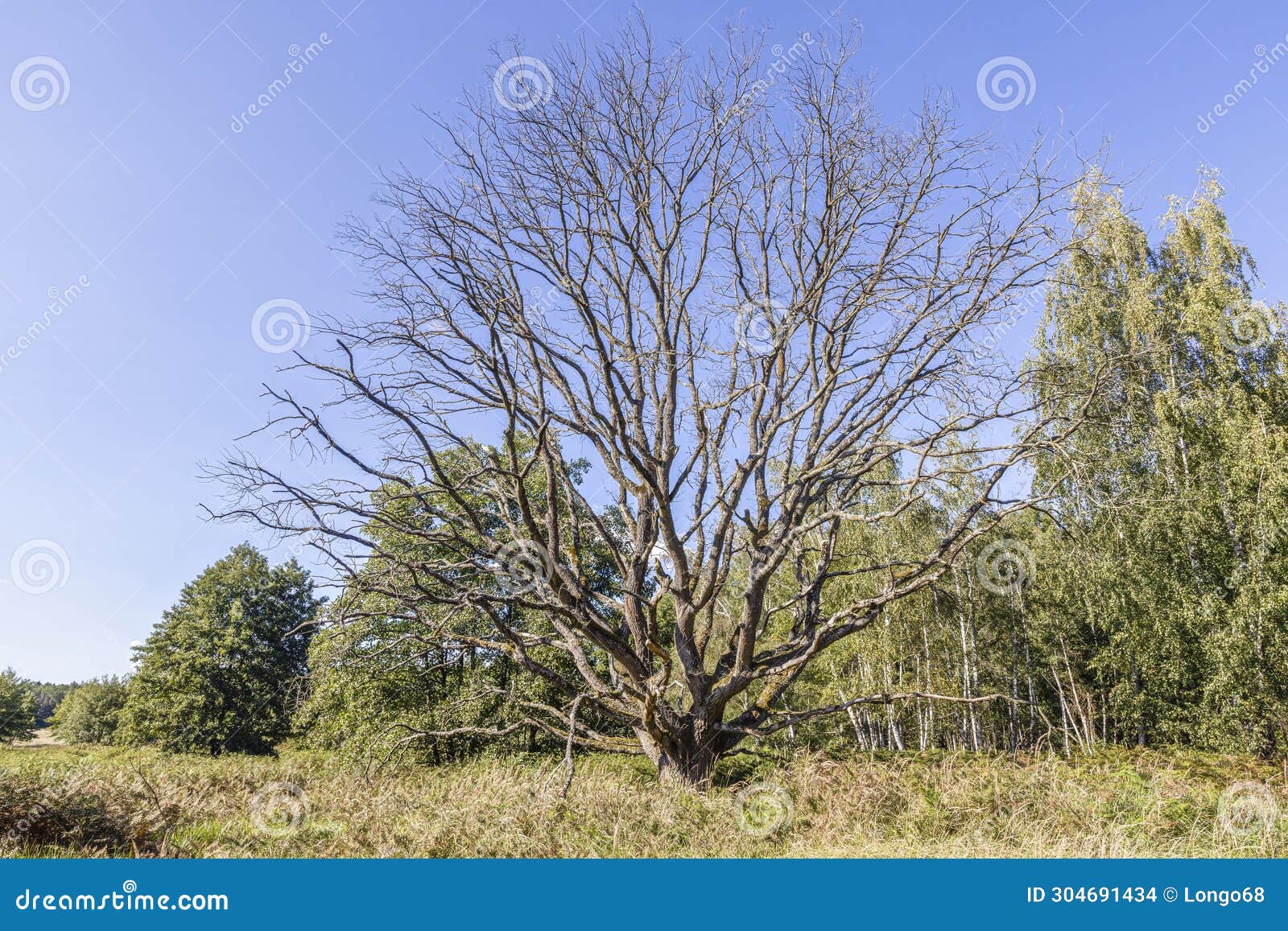 Picture of a Large Withered Tree in a German Forest Stock Photo - Image ...
