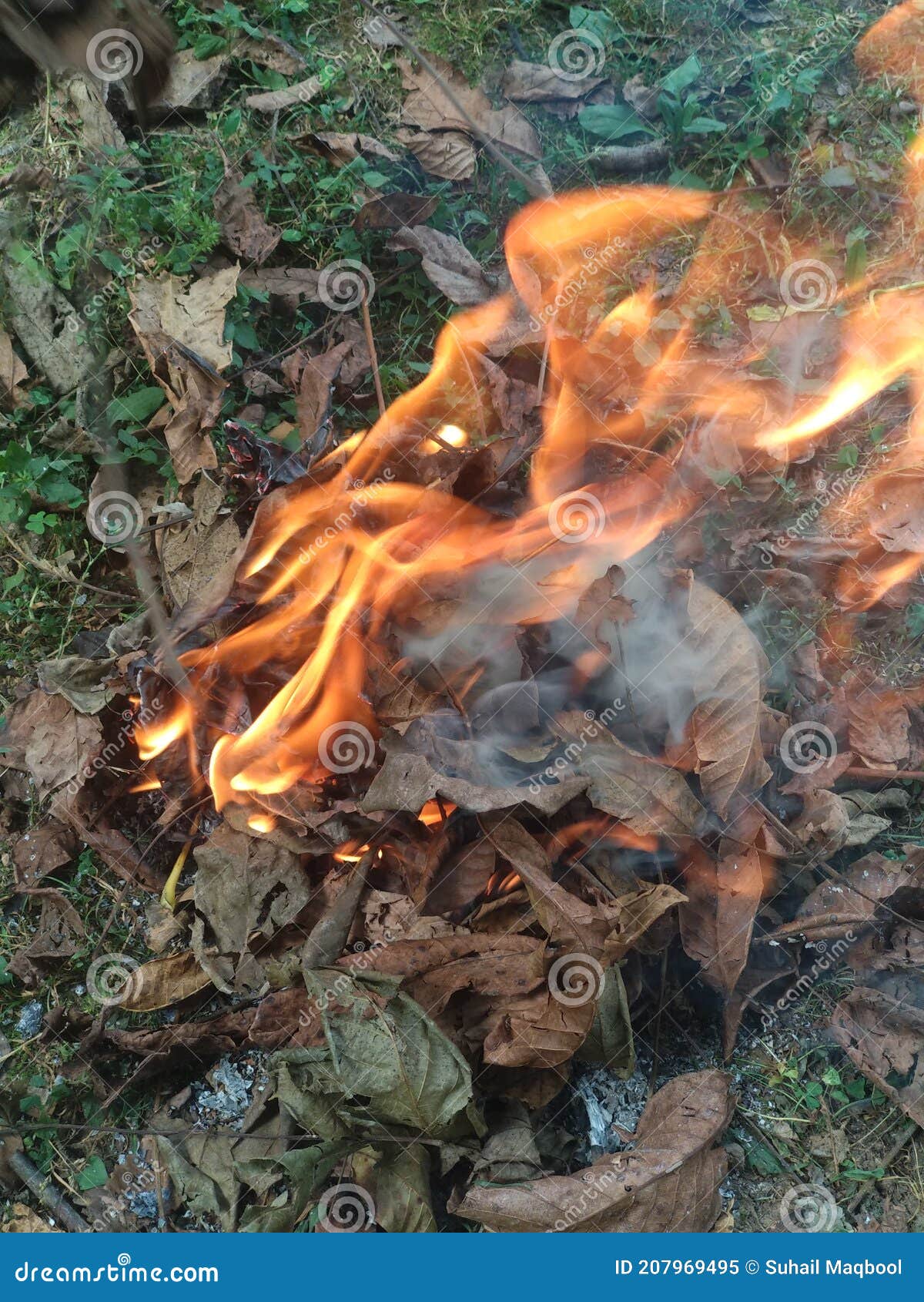 This is a Picture of Leaf Fire. Stock Image - Image of woodland ...