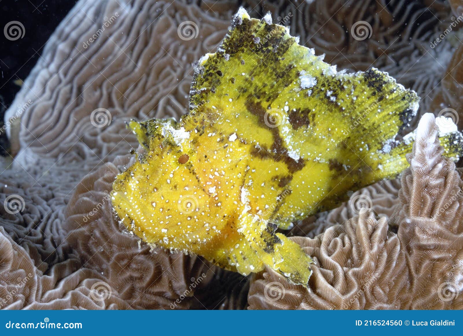 A picture of a leaf fish stock photo. Image of colorful - 216524560