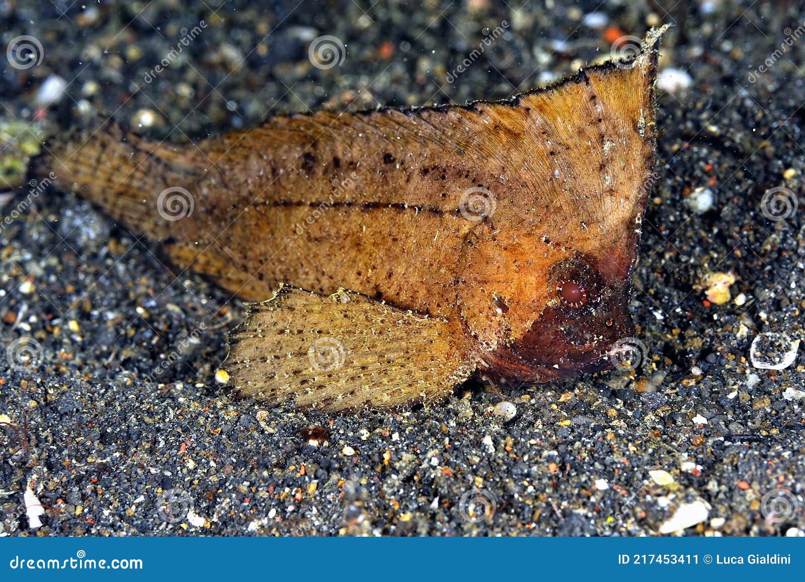 A picture of a leaf fish stock image. Image of purple - 217453411
