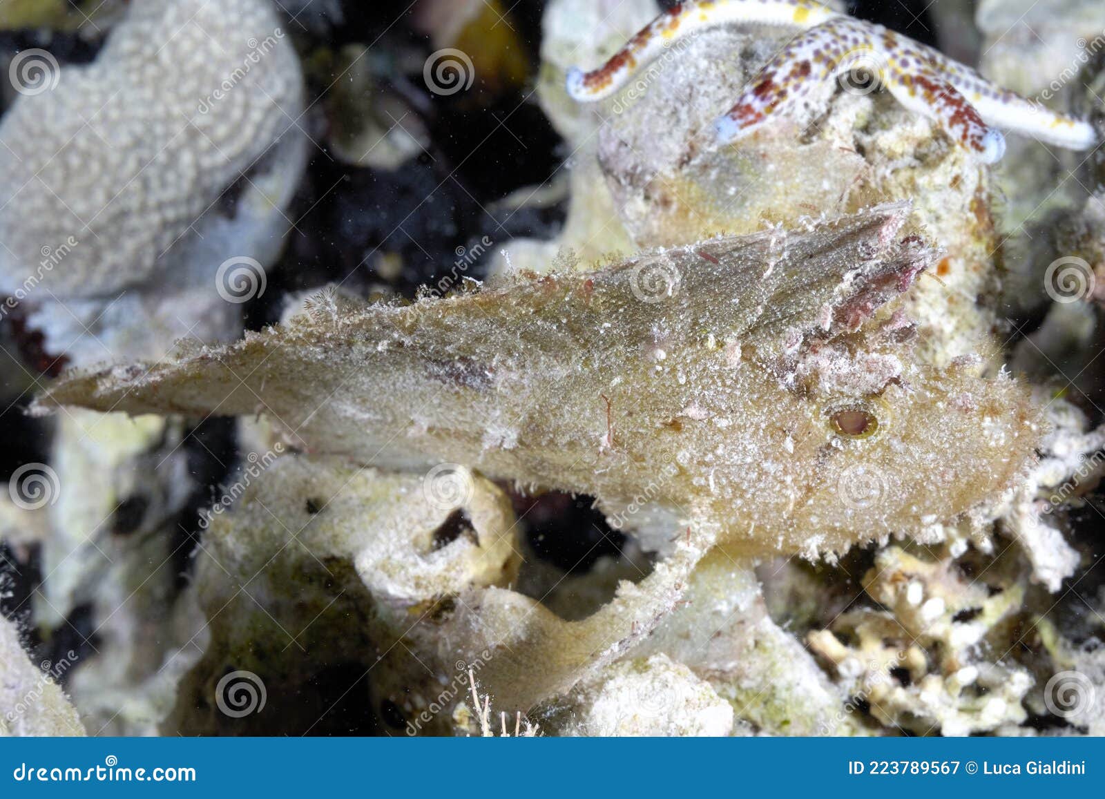 A picture of a leaf fish stock image. Image of philippines - 223789567