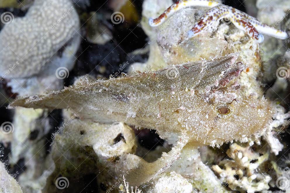 A picture of a leaf fish stock image. Image of philippines - 223789567