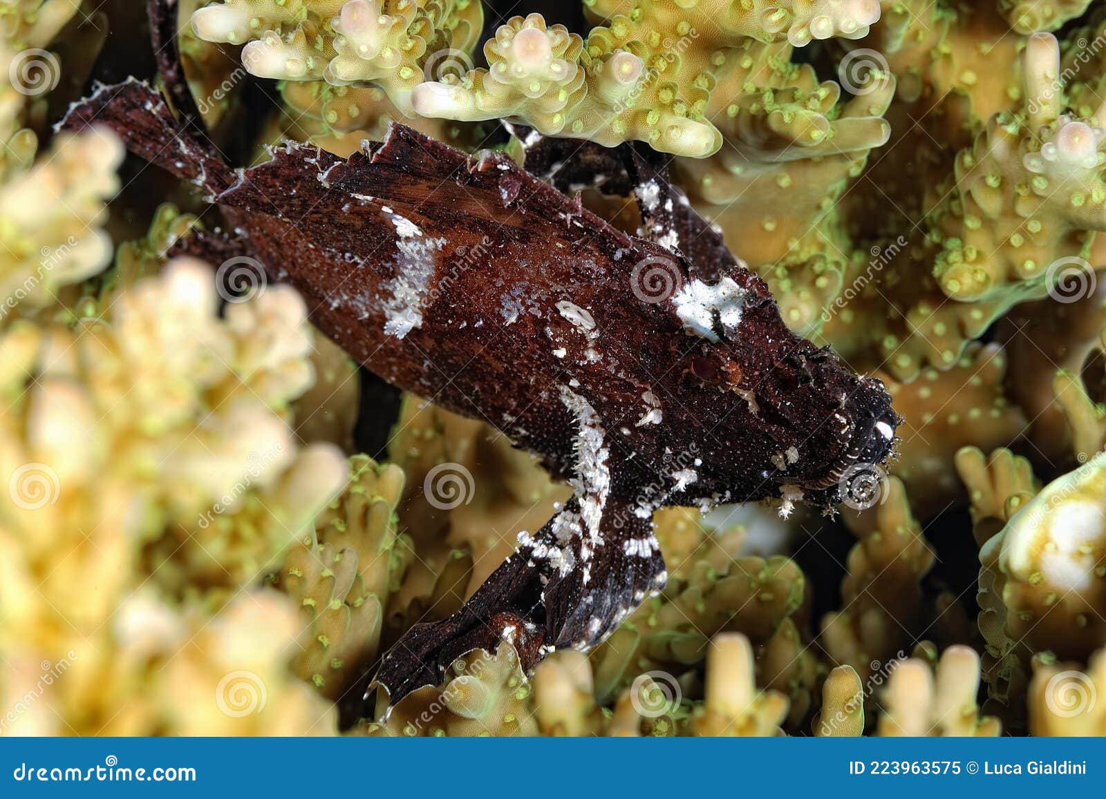 A picture of a leaf fish stock image. Image of fish - 223963575