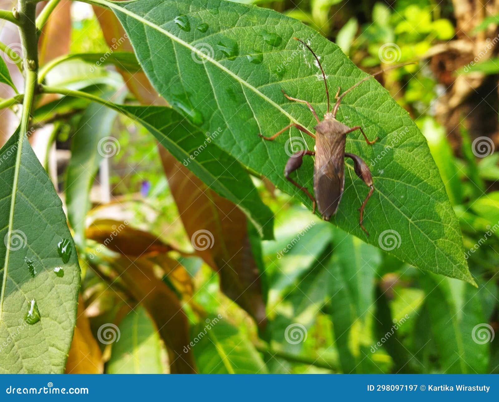 A Picture of Leaf-footed Bugs on Leaf Stock Image - Image of water ...