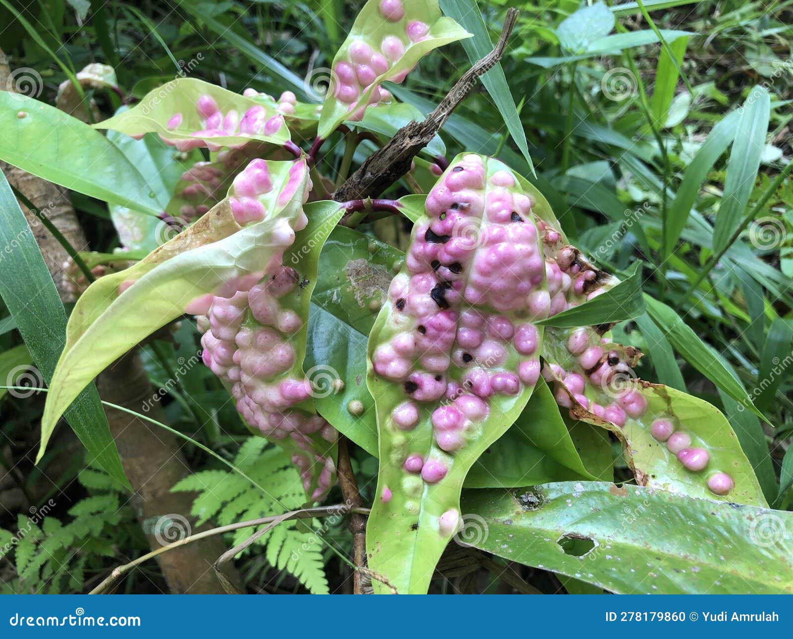 Picture leaf galls disease stock photo. Image of leaf - 278179860