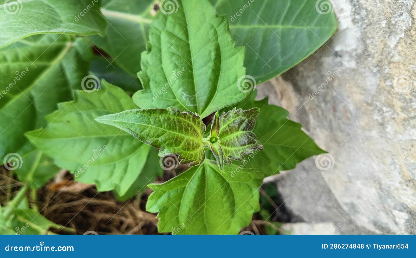 A Picture of a Leaf with a Very Beautiful Shape Stock Photo - Image of ...