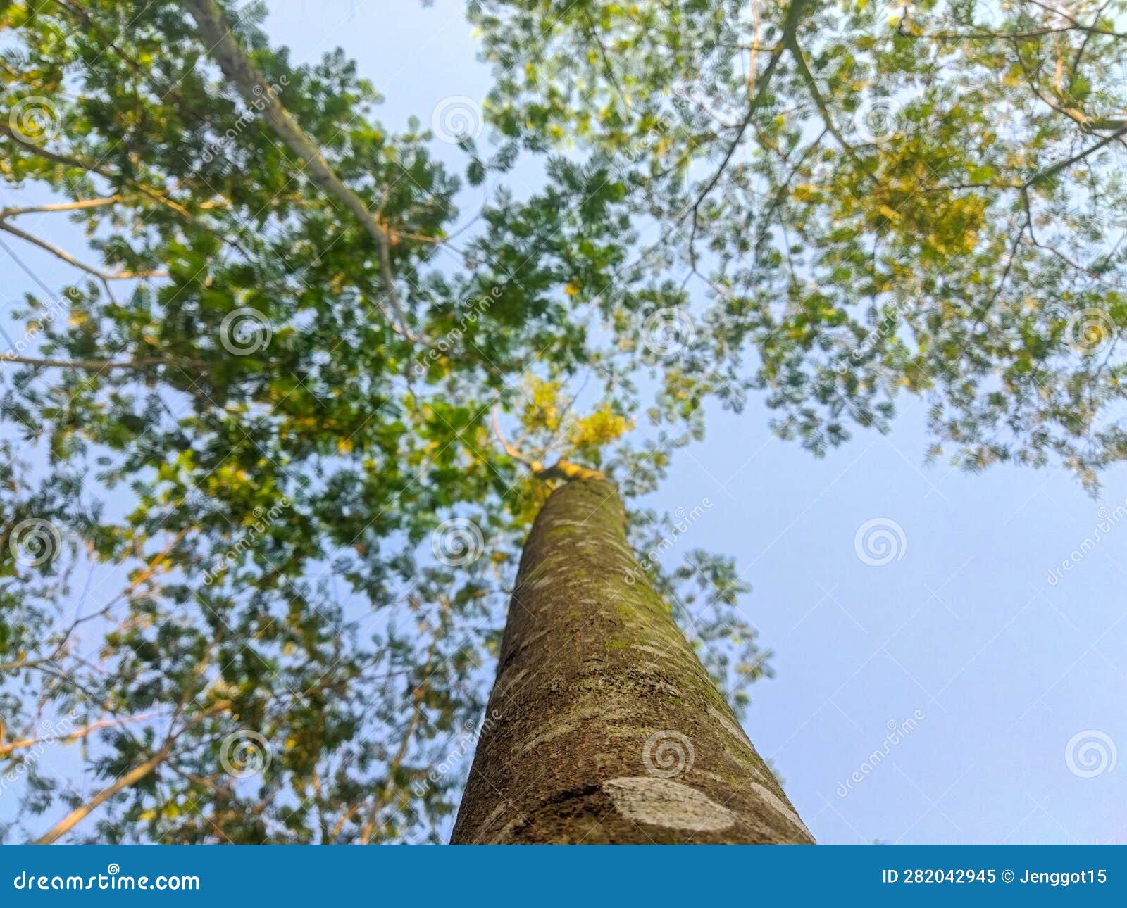 A Picture of the Leafy Trunks Stock Image - Image of leaves, trunks ...