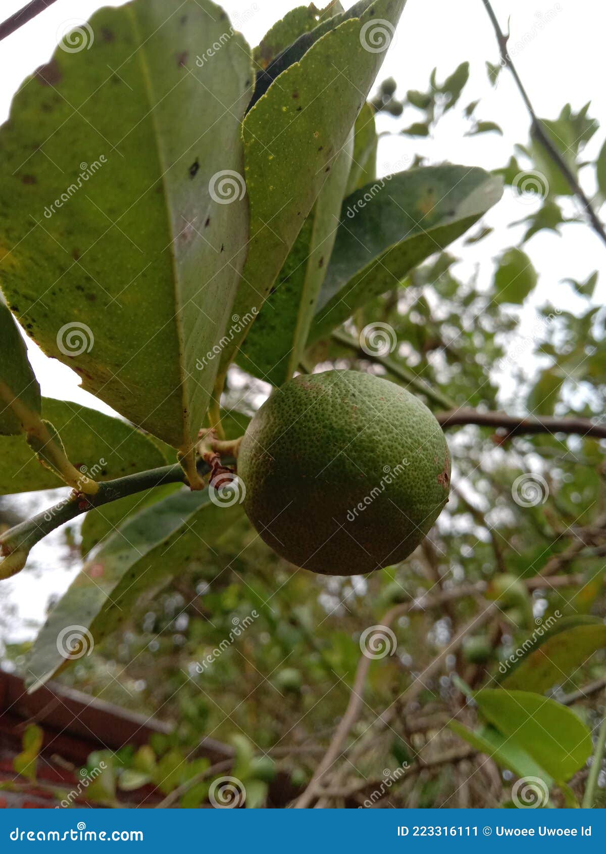 Picture of lime fruit stock image. Image of plant, flower - 223316111